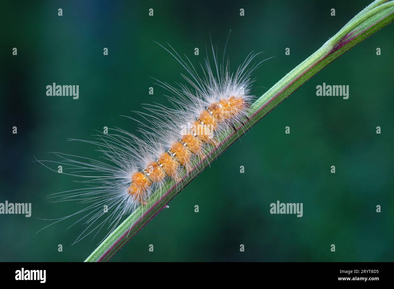 woolly bear larvae on wild plants Stock Photo - Alamy