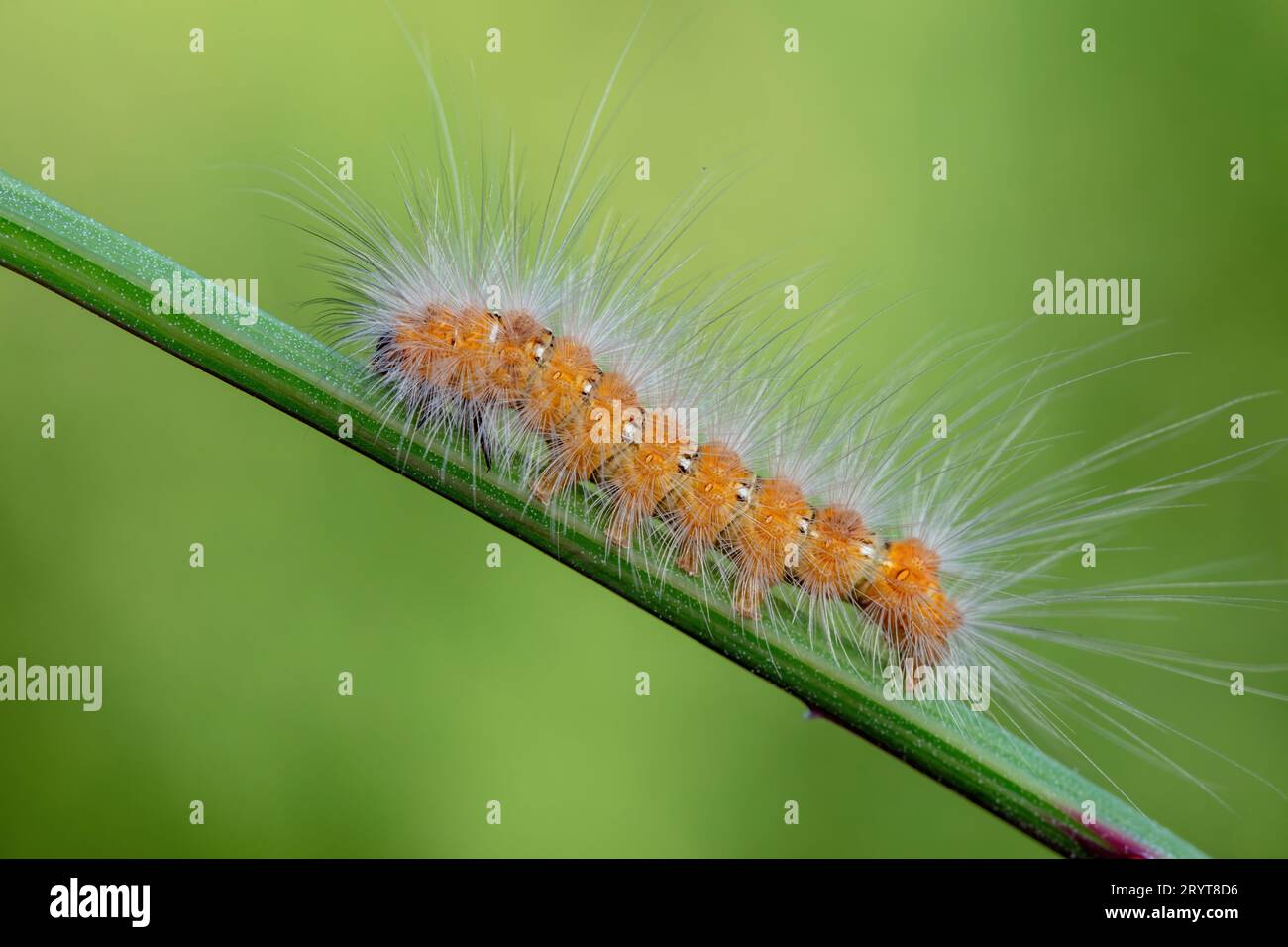 Woolly bear moths hi-res stock photography and images - Alamy