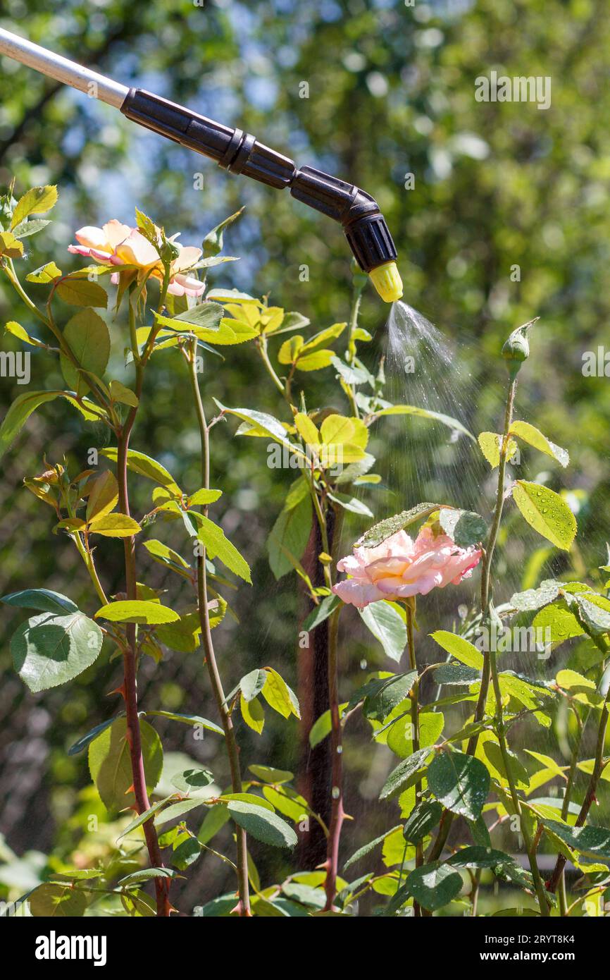 Protecting rose plants hi-res stock photography and images - Alamy
