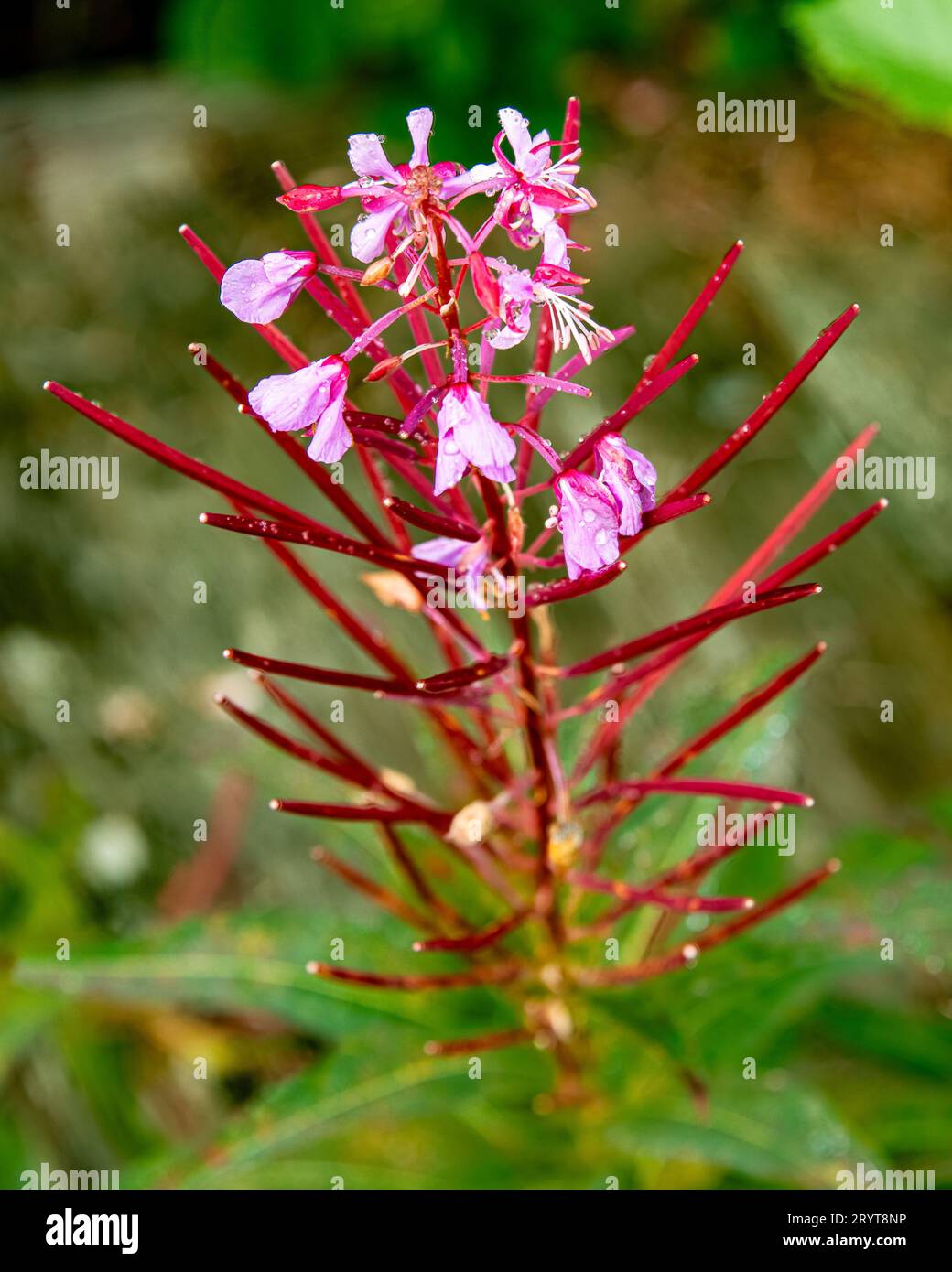 A vibrant pink Alaskan Fire weed flower growing in front of a backdrop ...