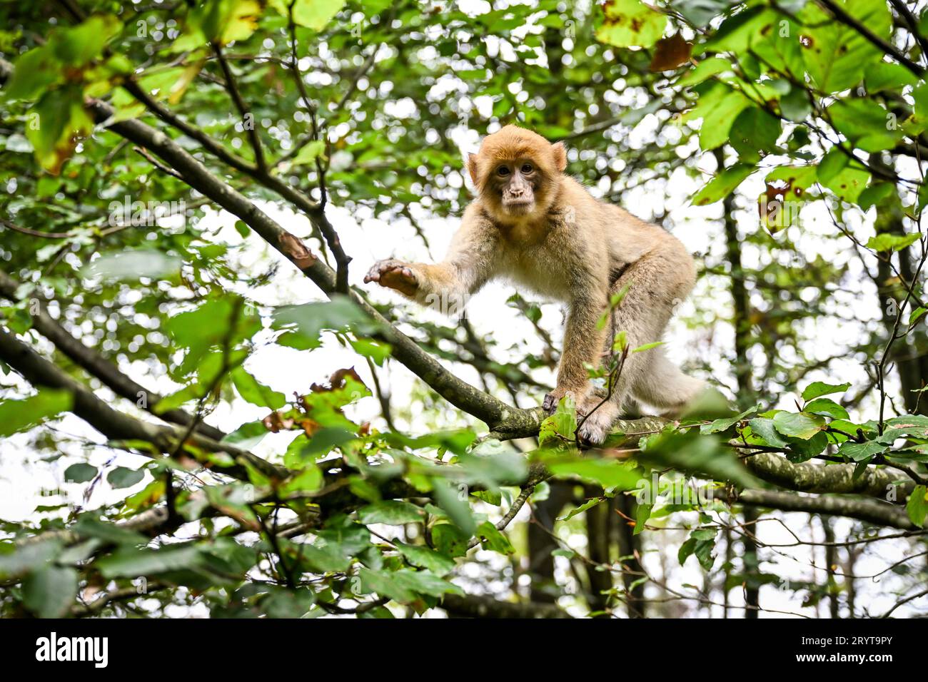 Salem, Germany. 02nd Oct, 2023. A Barbary ape yearling romps up a tree ...