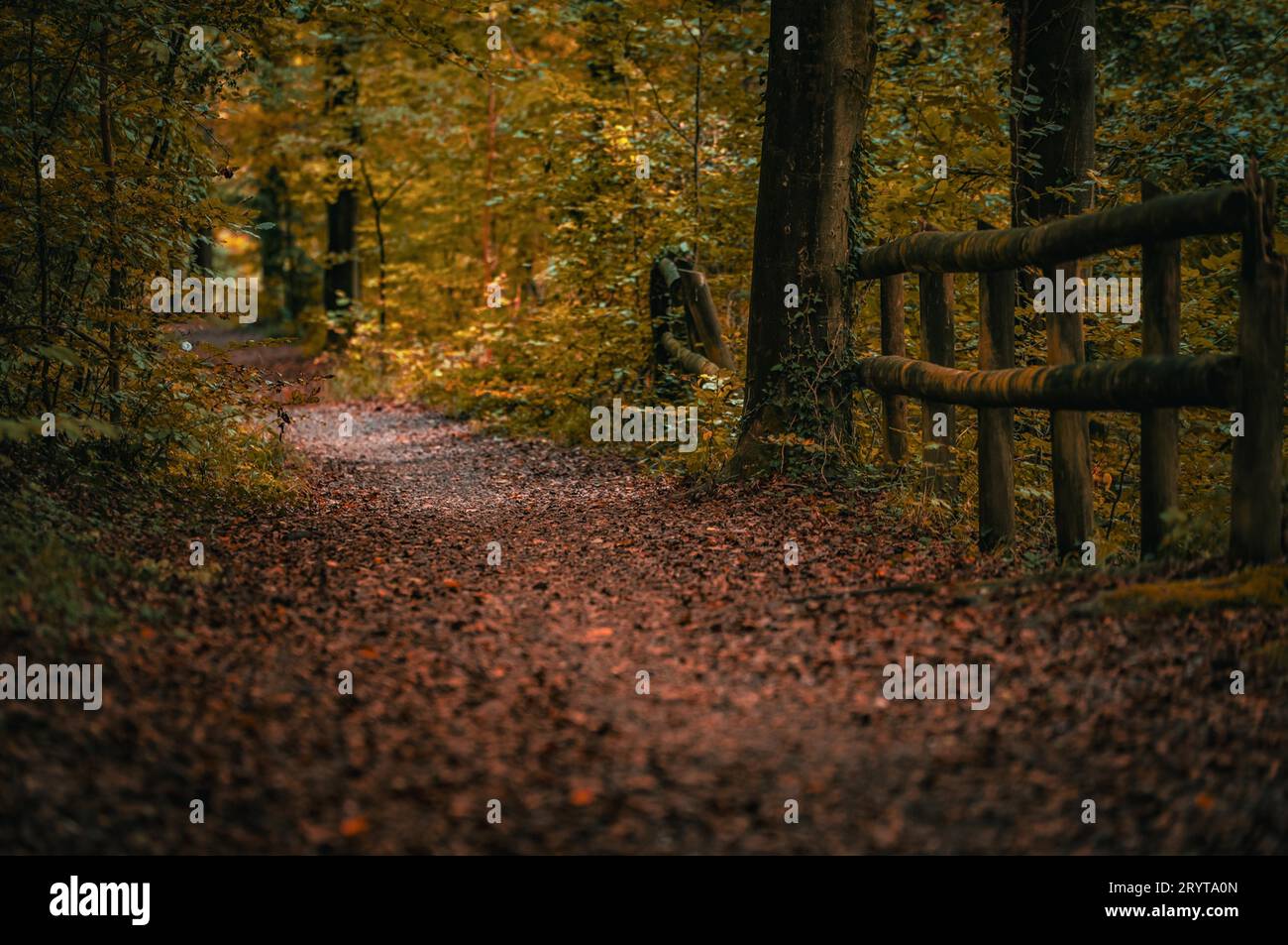 A peaceful autumn scene of a winding wooded path surrounded by vibrant ...