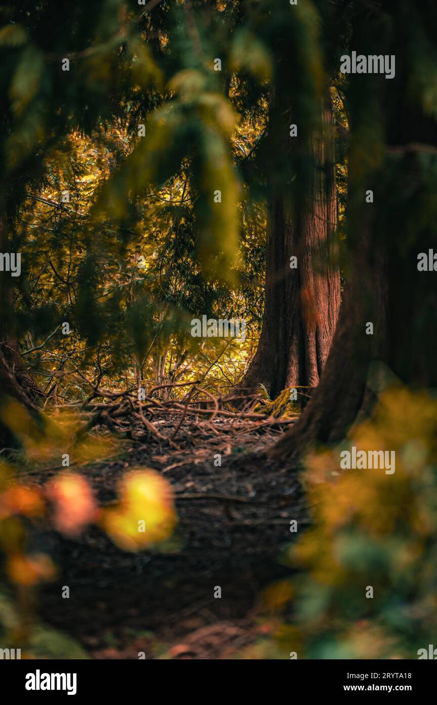 A peaceful autumn scene of a winding path surrounded by vibrant colors ...