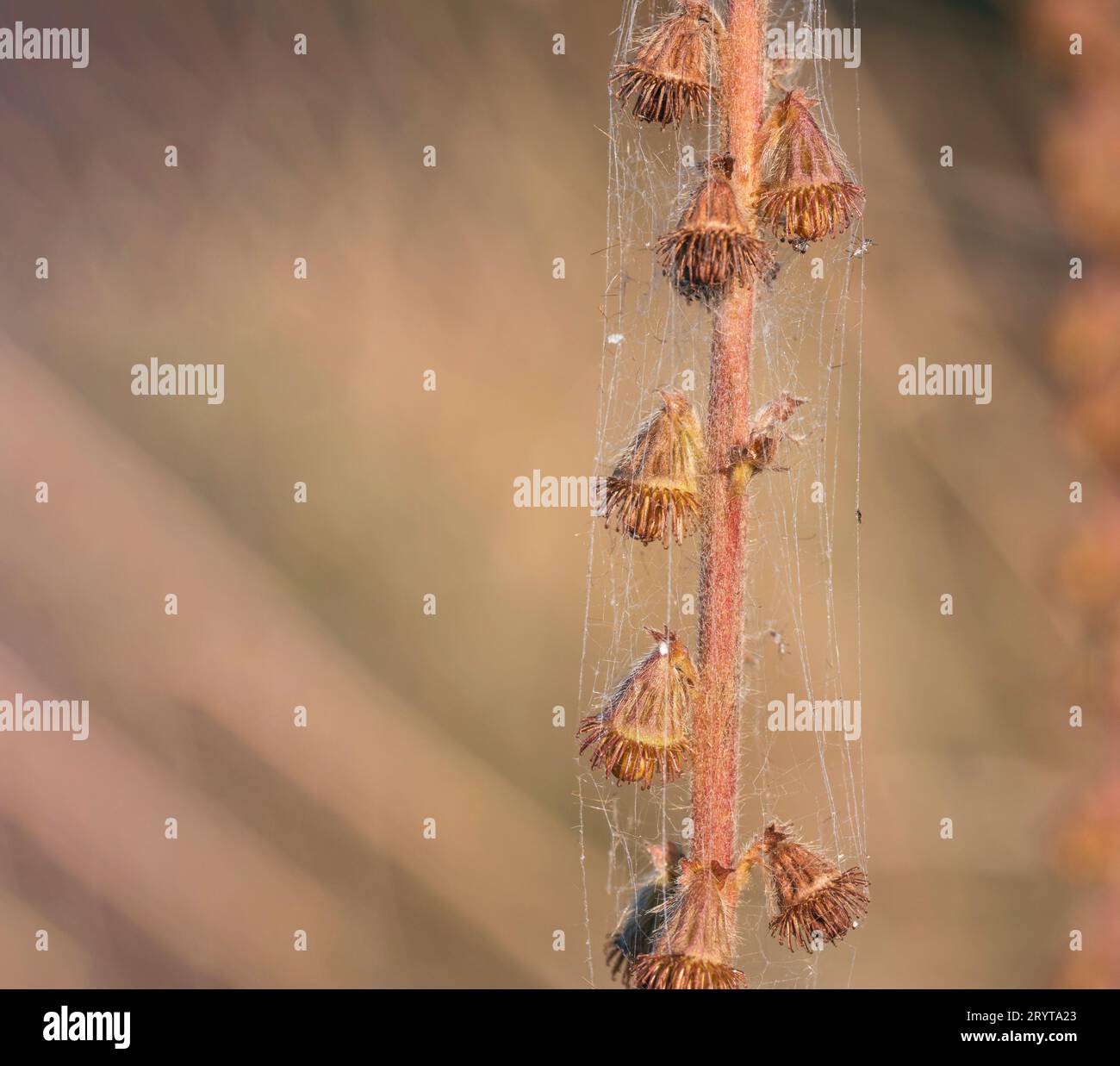 Cobweb swing hi-res stock photography and images - Alamy