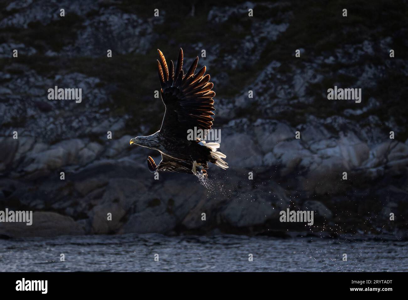 Salt eagle hi-res stock photography and images - Alamy