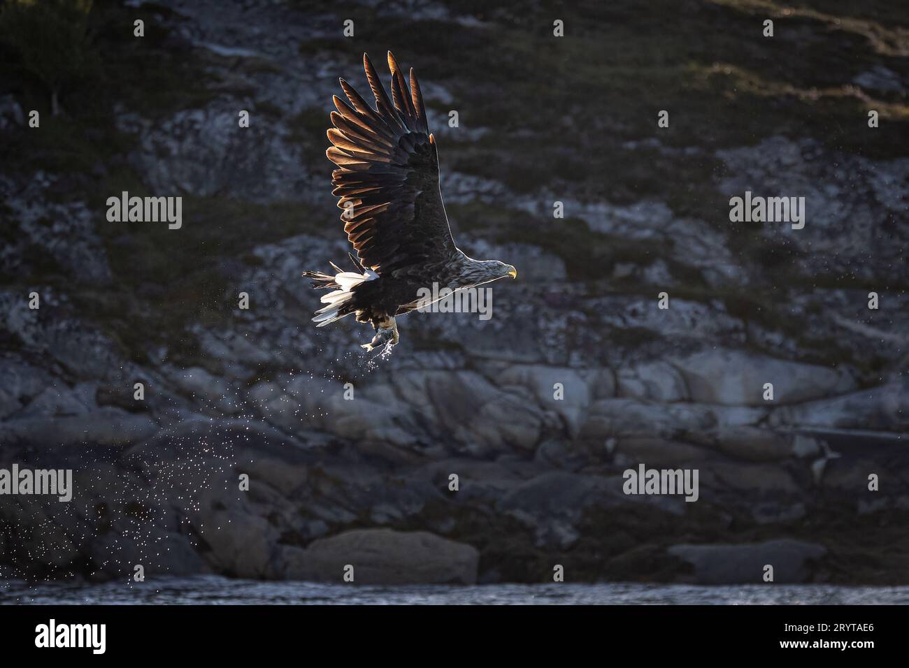 Salt eagle hi-res stock photography and images - Alamy