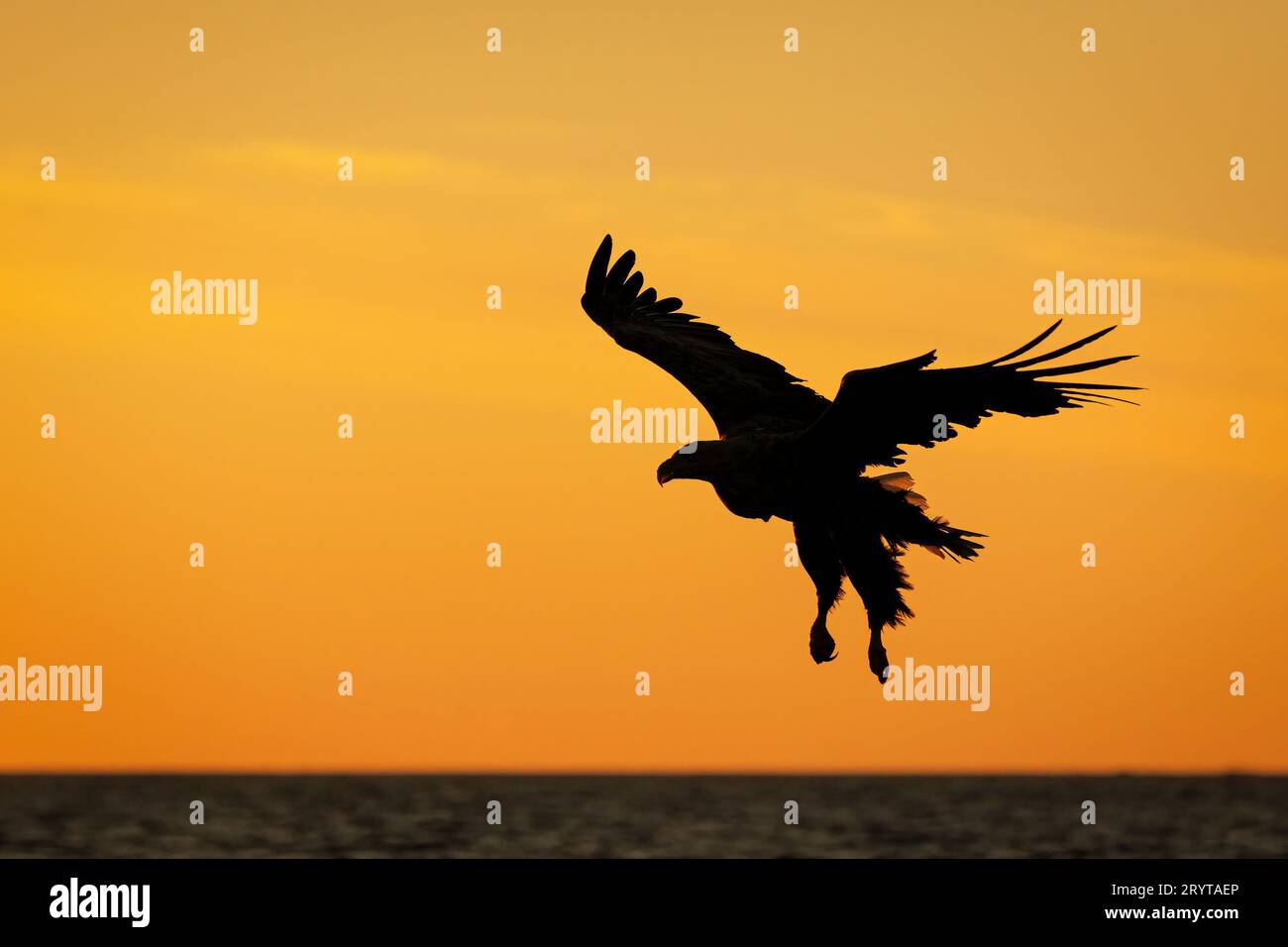 Salt eagle hi-res stock photography and images - Alamy