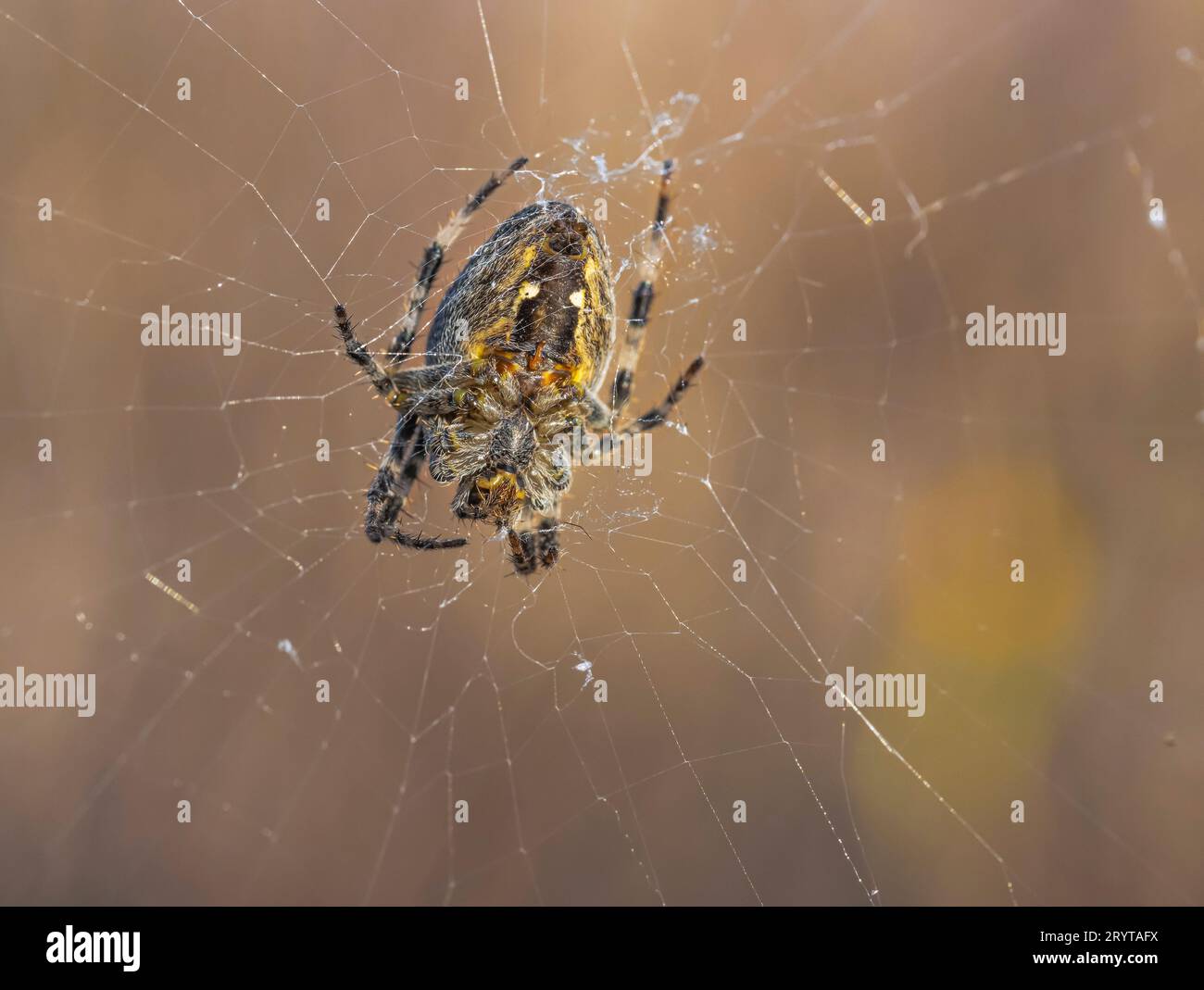 European Garden Spider or Cross Orb-Weaver Spider in close selective ...