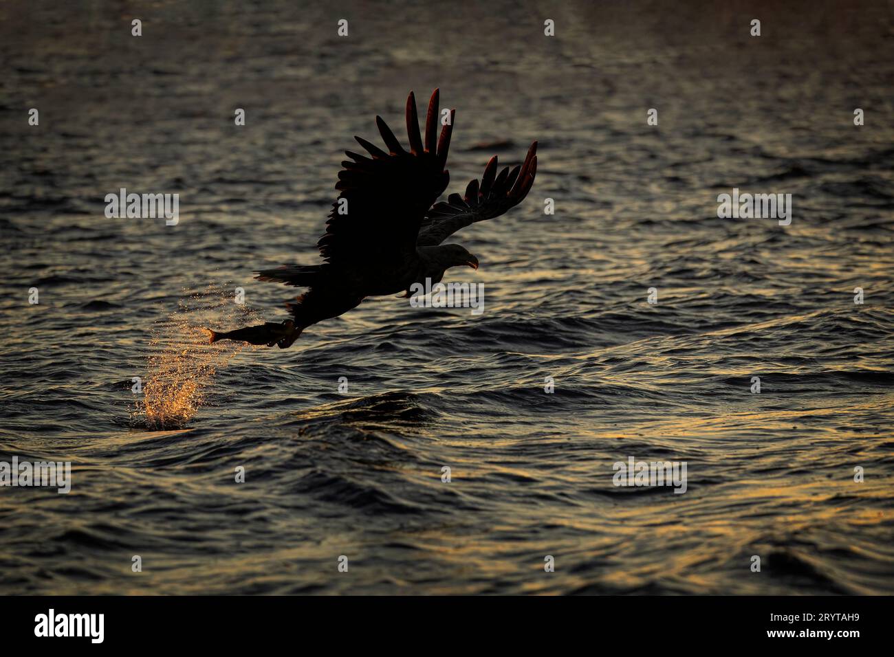 Salt eagle hi-res stock photography and images - Alamy