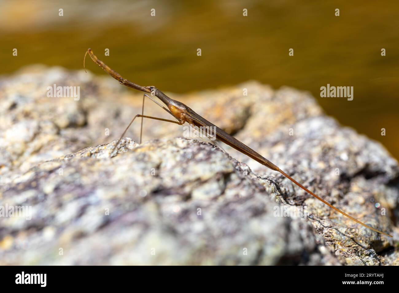 Water Stick Insect - Ranatra linearis, Czech Republic wildlife Stock ...