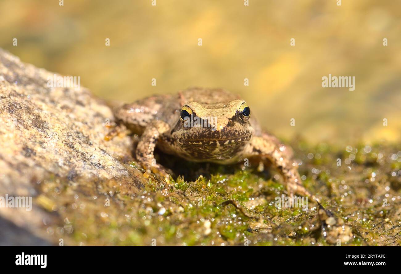 Italian frog hi-res stock photography and images - Alamy
