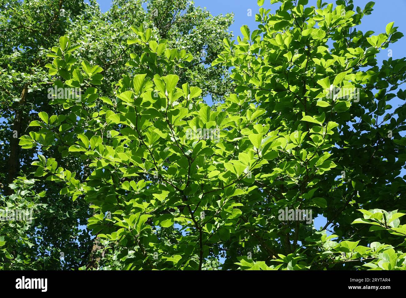 Yulan Or Lily Tree Magnolia Denudata Syn Magnolia About Magnolia Yellow ...