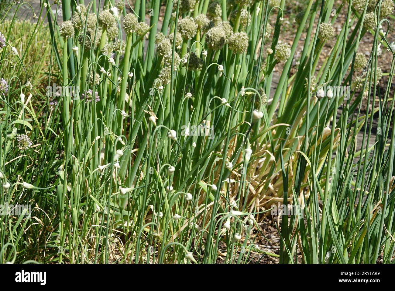 Allium sativum plant plants hi-res stock photography and images - Alamy
