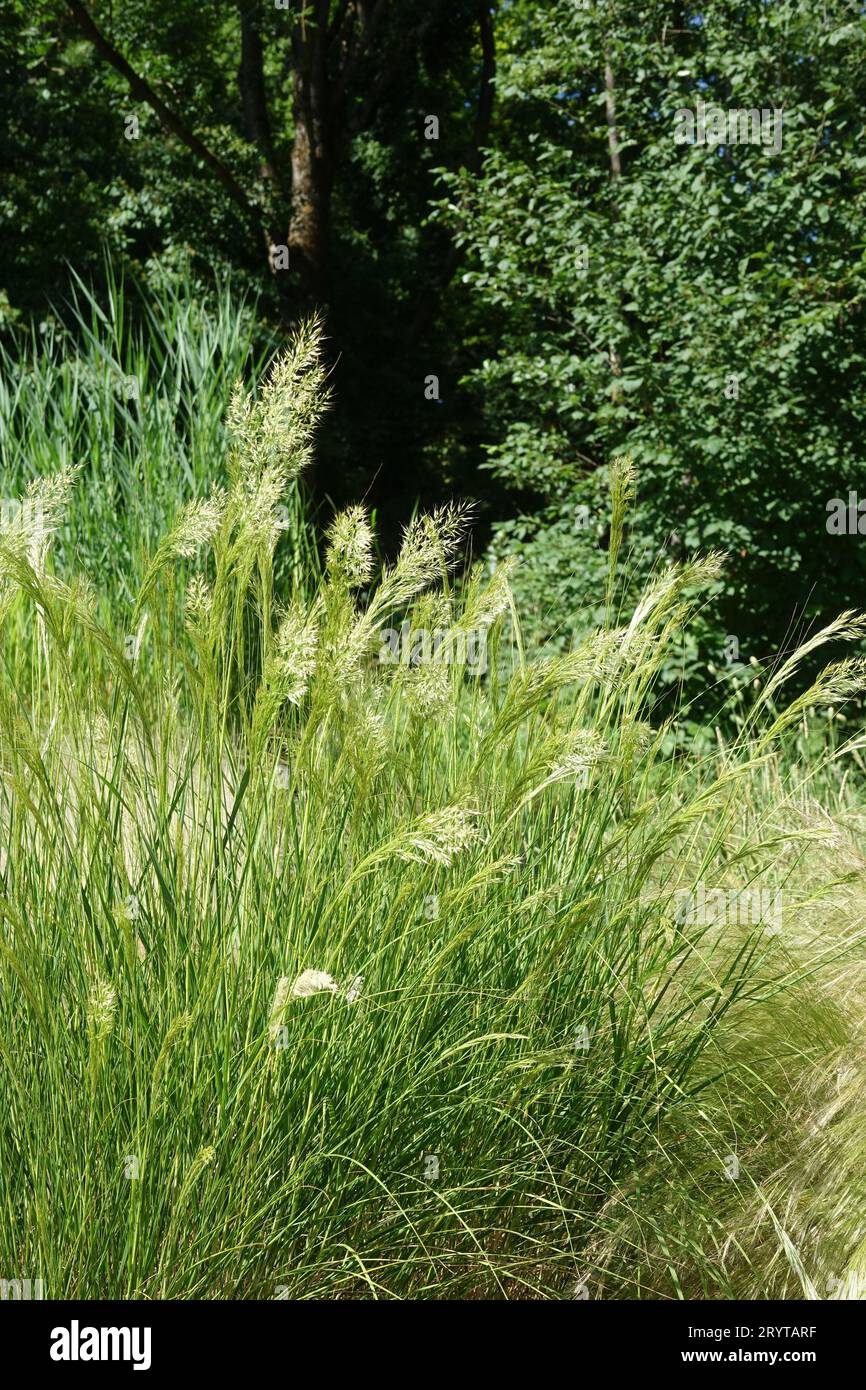 Achnatherum calamagrostis, Syn Stipa calamagrostis, silver spike grass ...