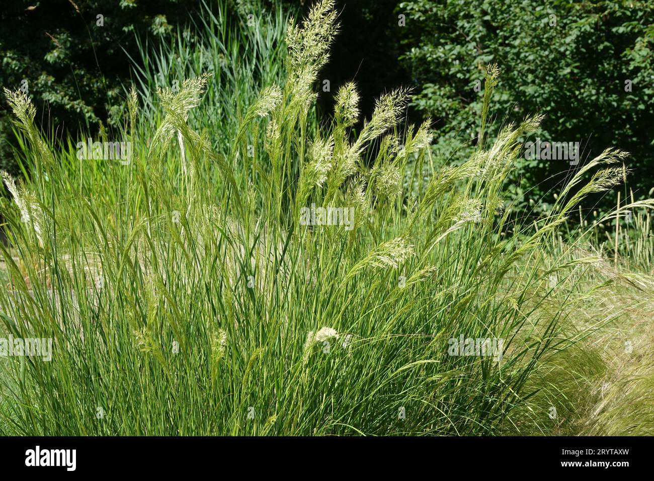 Achnatherum calamagrostis, Syn Stipa calamagrostis, silver spike grass ...