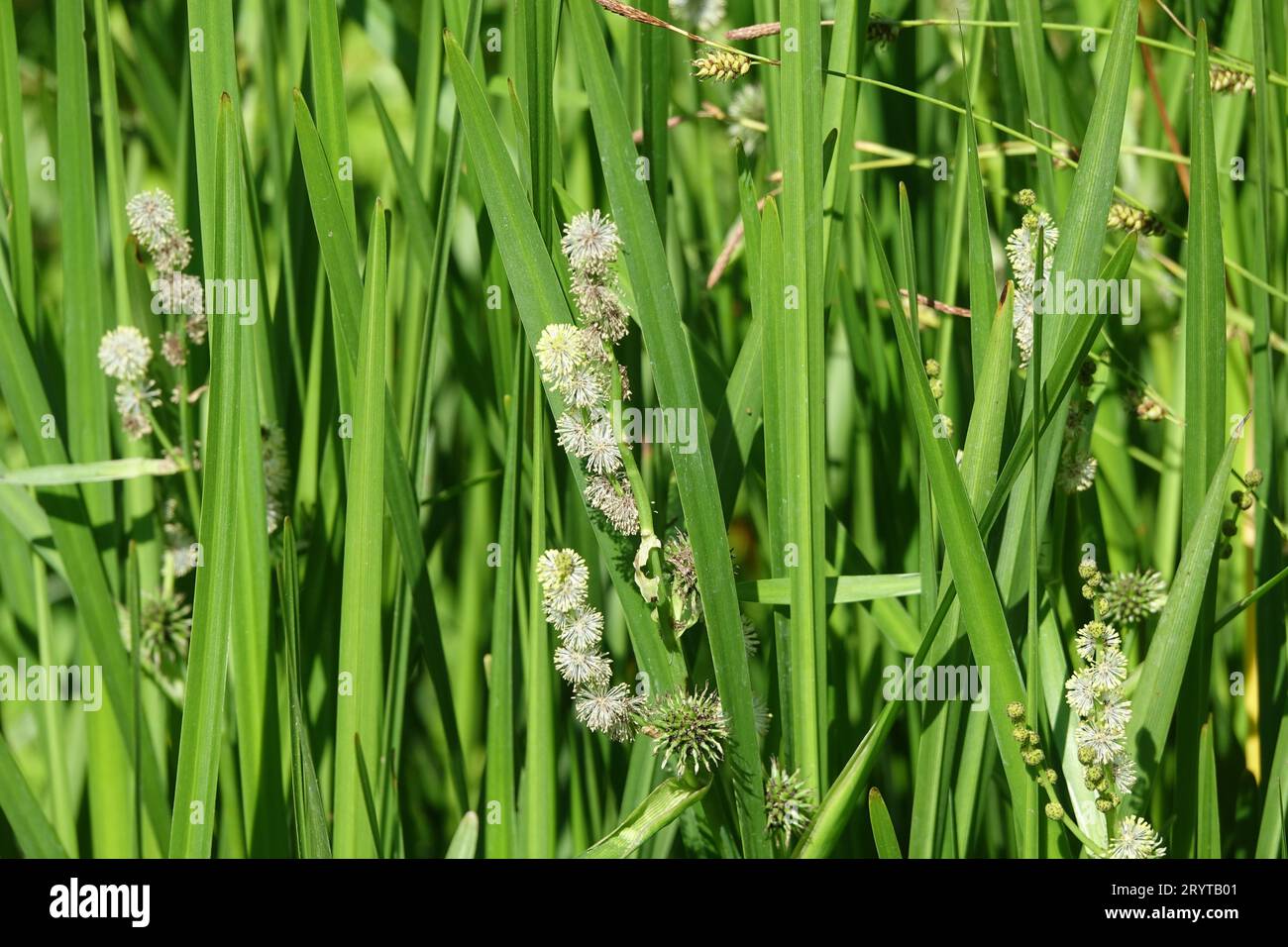 Sparganium erectum, simplestem bur-reed Stock Photo - Alamy