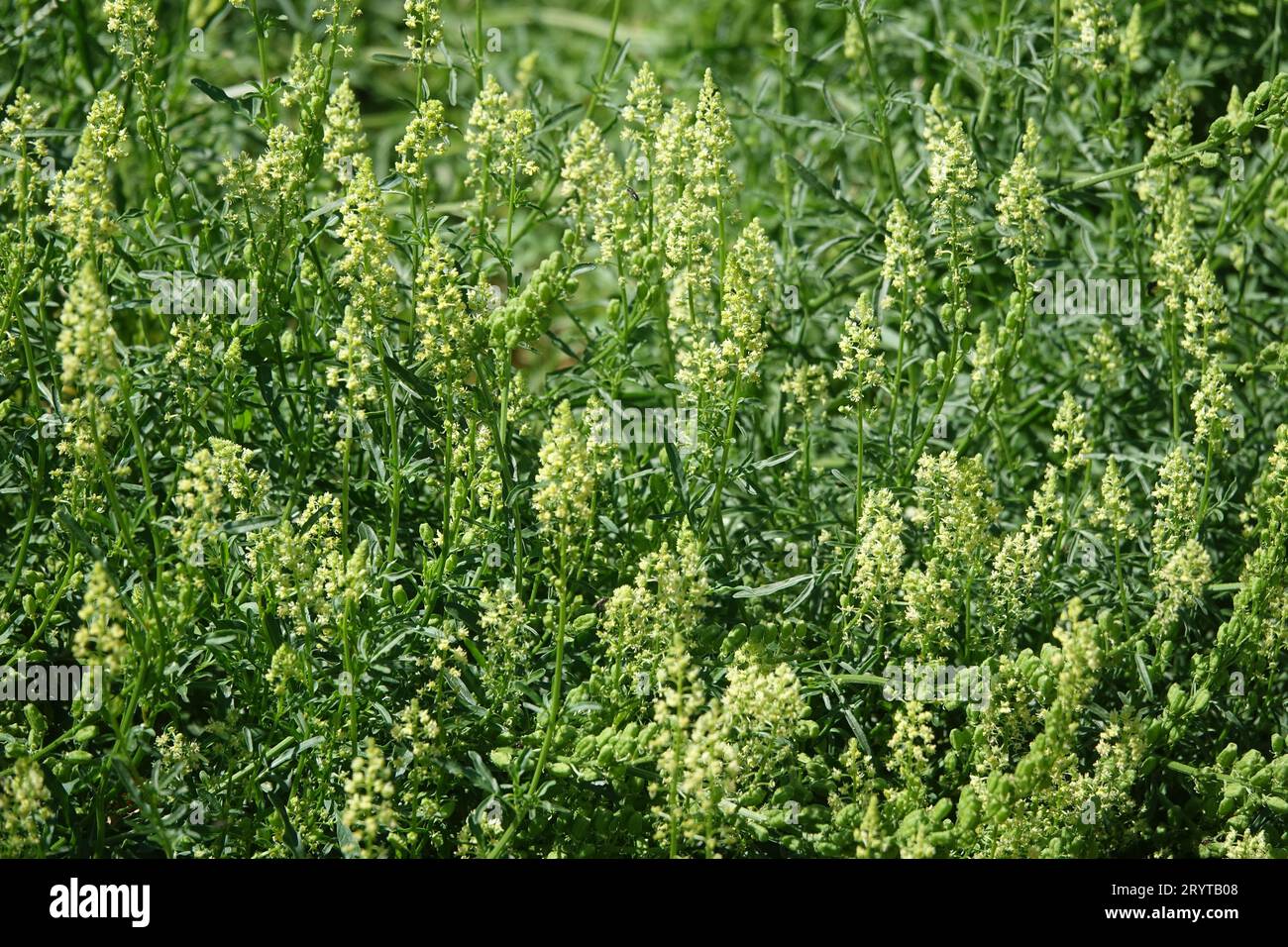 Reseda luteola, Yellow mignonette Stock Photo - Alamy