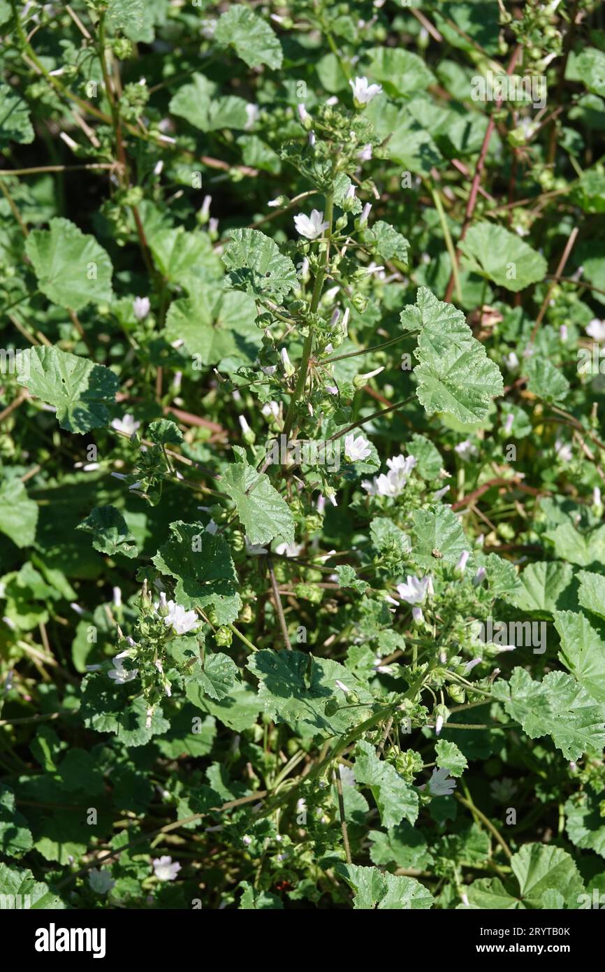 Malva neglecta, Common Mallow Stock Photo - Alamy