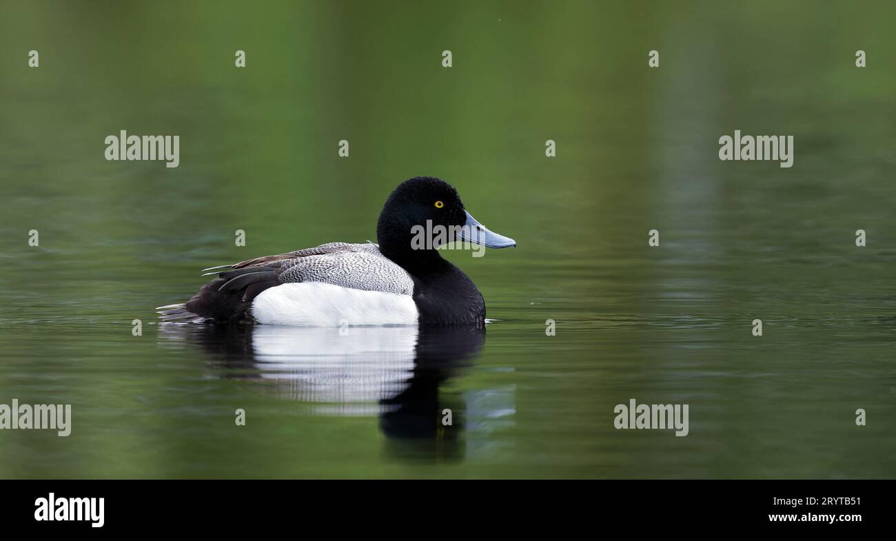 Greater scaup male in hi-res stock photography and images - Alamy