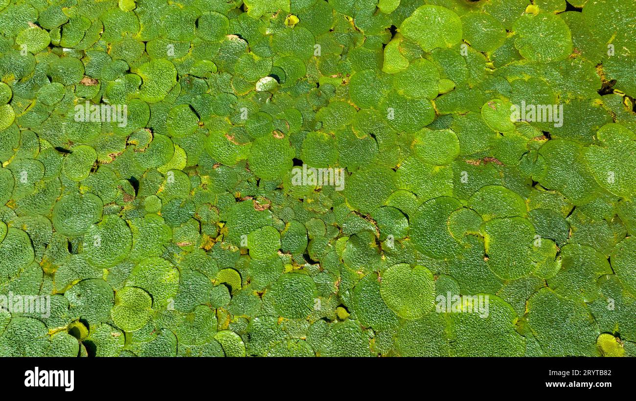 Aquatic plant leaves on the water surface Stock Photo - Alamy