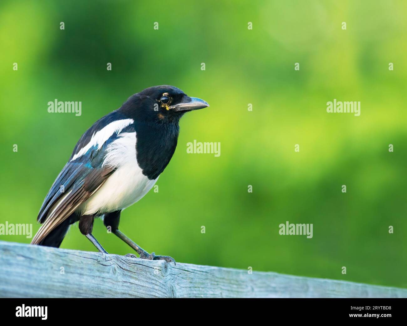 Eurasian magpie perching on a wooden fence with green background Stock ...