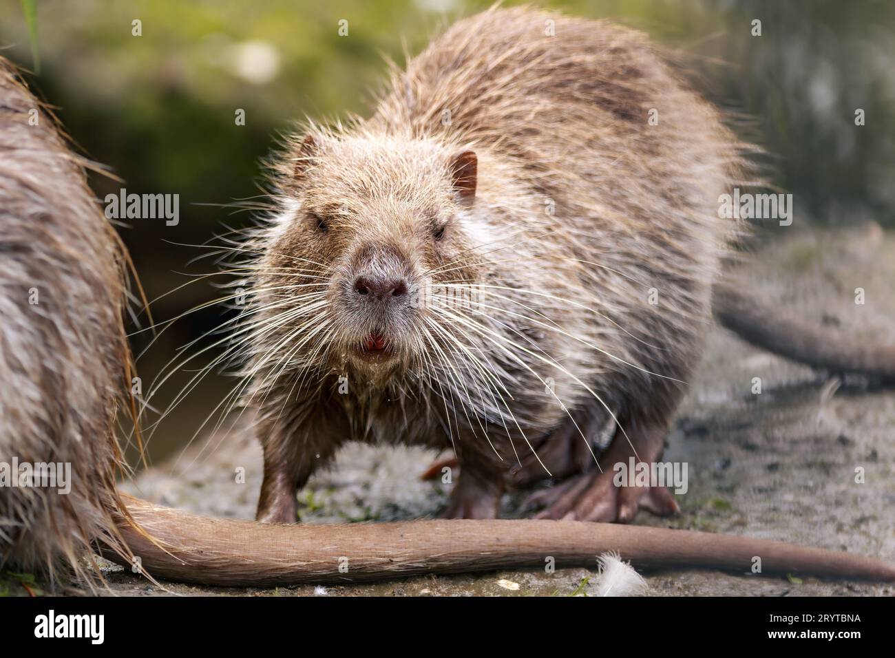 A nutria walking on a rocky shoreline in a shallow body of water Stock ...