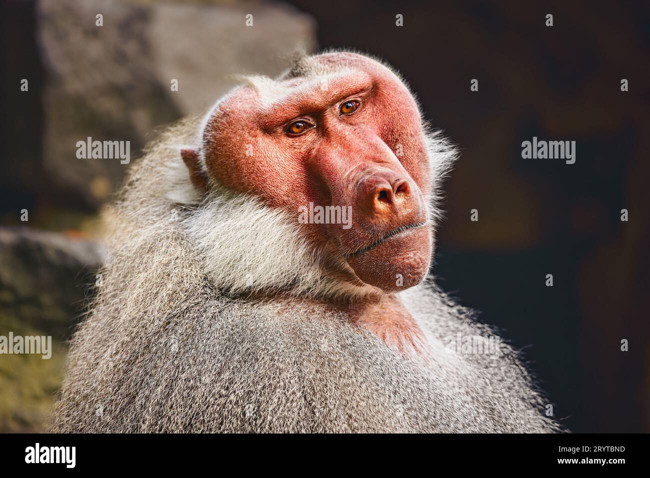 Animal enclosed hi-res stock photography and images - Alamy