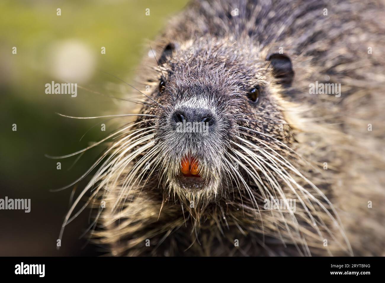 A nutria walking on a rocky shoreline in a shallow body of water Stock ...