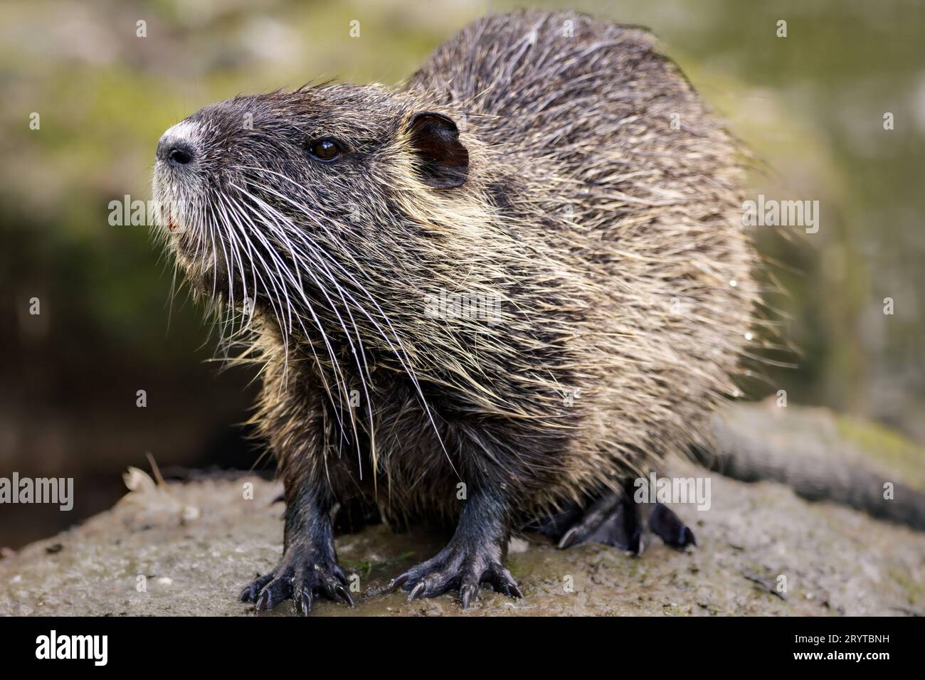 A nutria walking on a rocky shoreline in a shallow body of water Stock ...