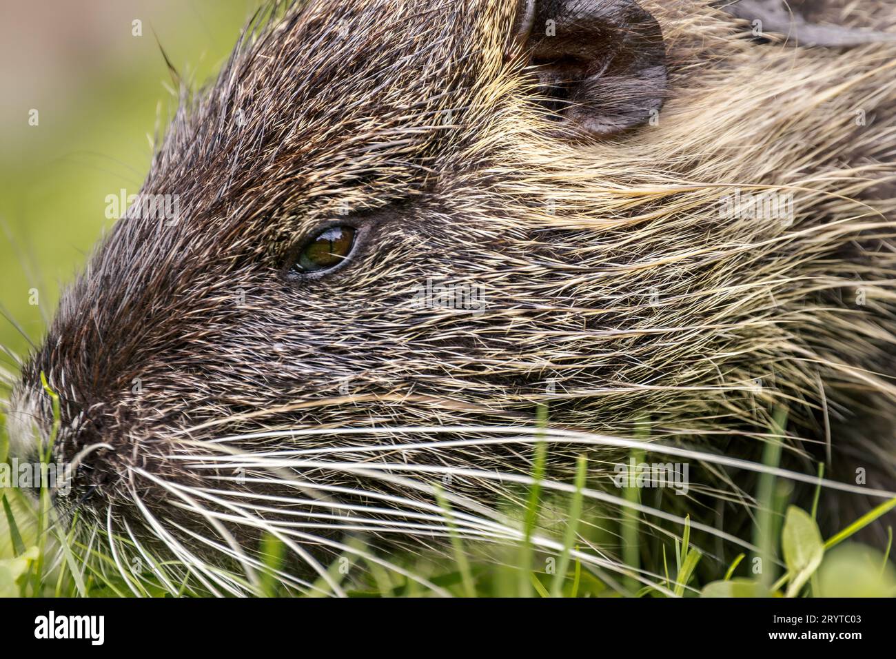 A nutria walking on a rocky shoreline in a shallow body of water Stock ...