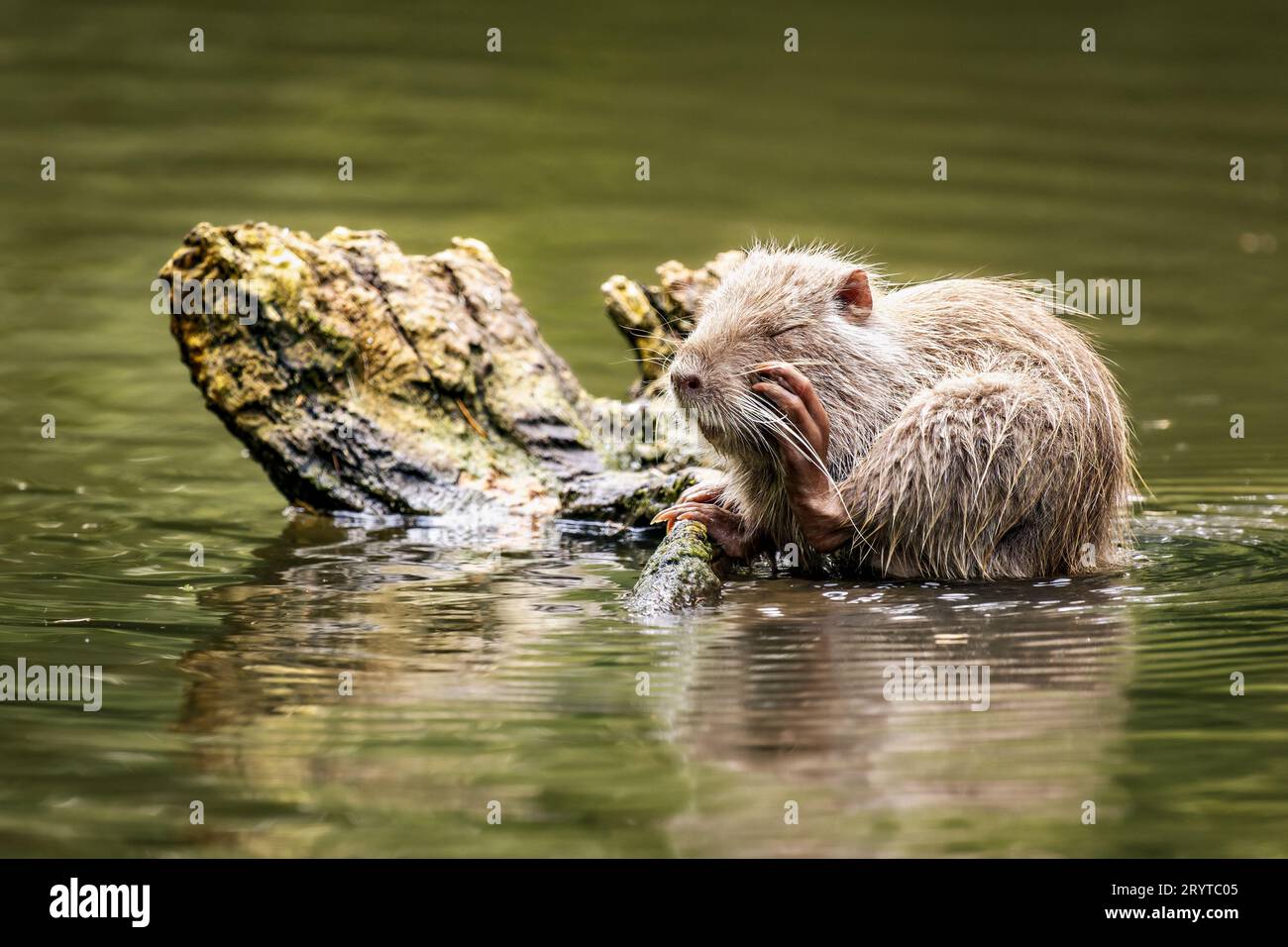 A nutria walking on a rocky shoreline in a shallow body of water Stock ...