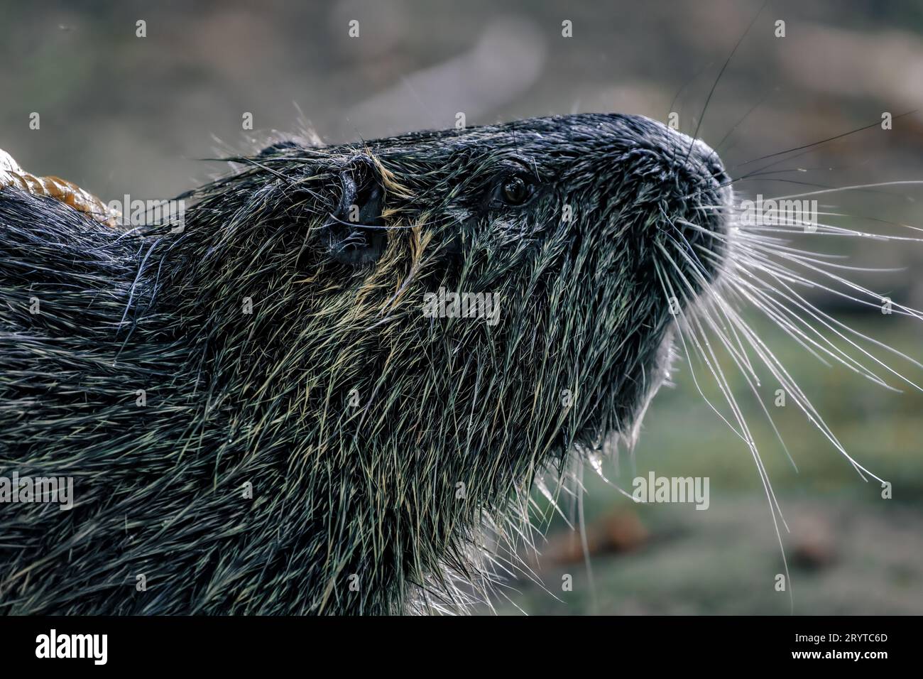 A nutria walking on a rocky shoreline in a shallow body of water Stock ...