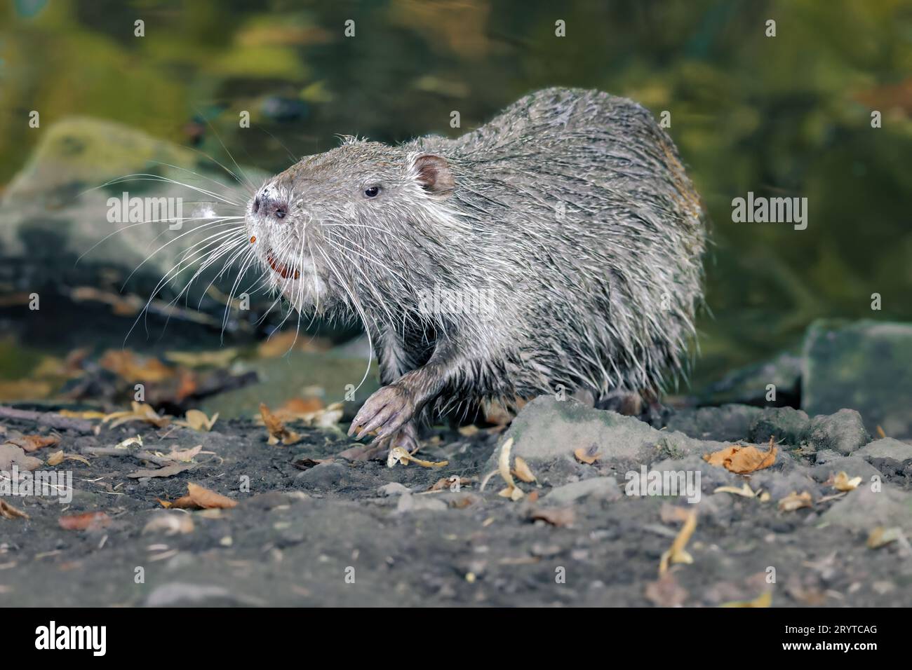 A nutria walking on a rocky shoreline in a shallow body of water Stock ...