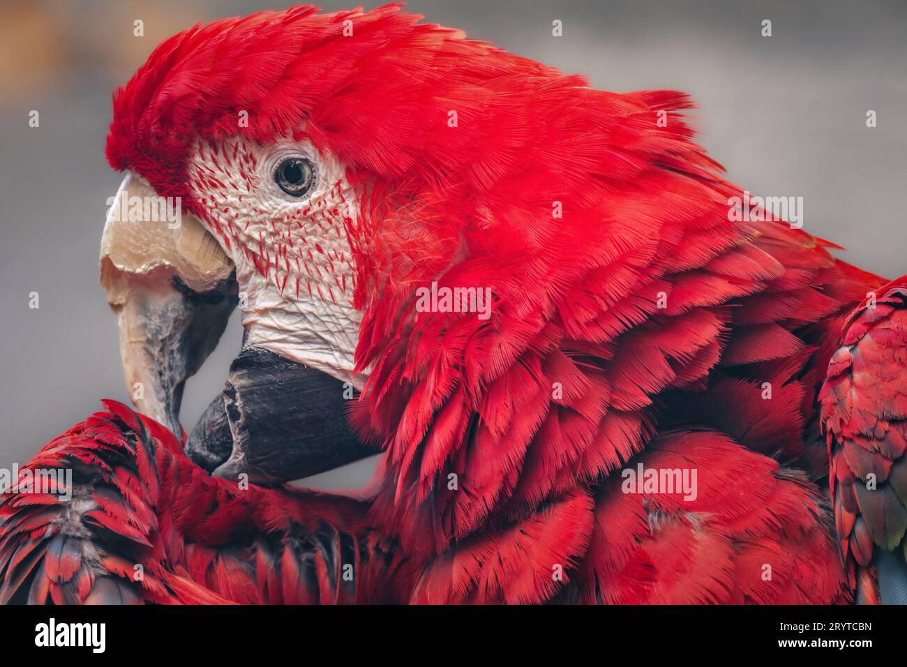 A closuep of a vibrant red parrot with glossy black eyes and large ...