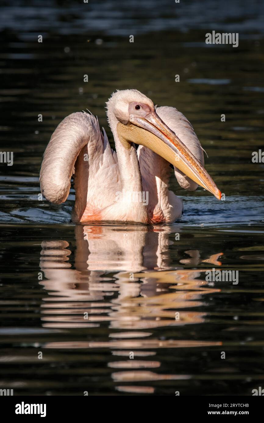 A great white pelican swimming in a body of water, its features ...