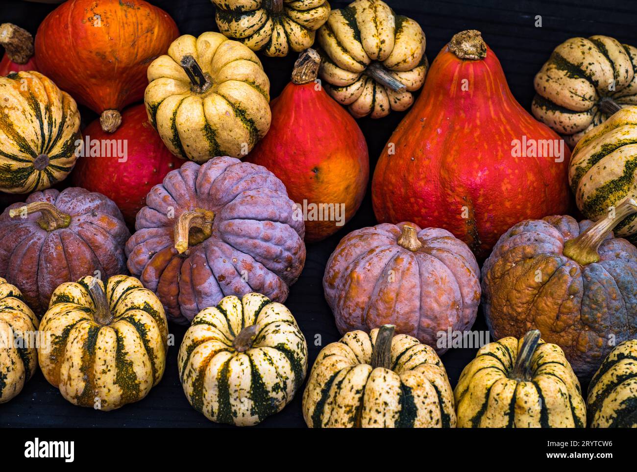 Collection of pumpkins at a farmers market Stock Photo - Alamy
