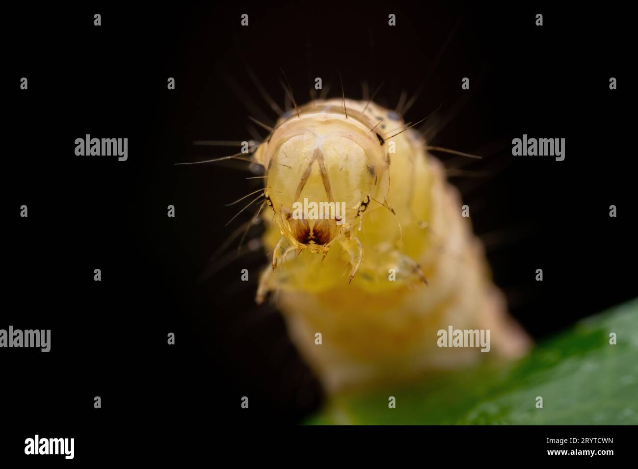 Lepidoptera larvae on wild plant leaves Stock Photo - Alamy