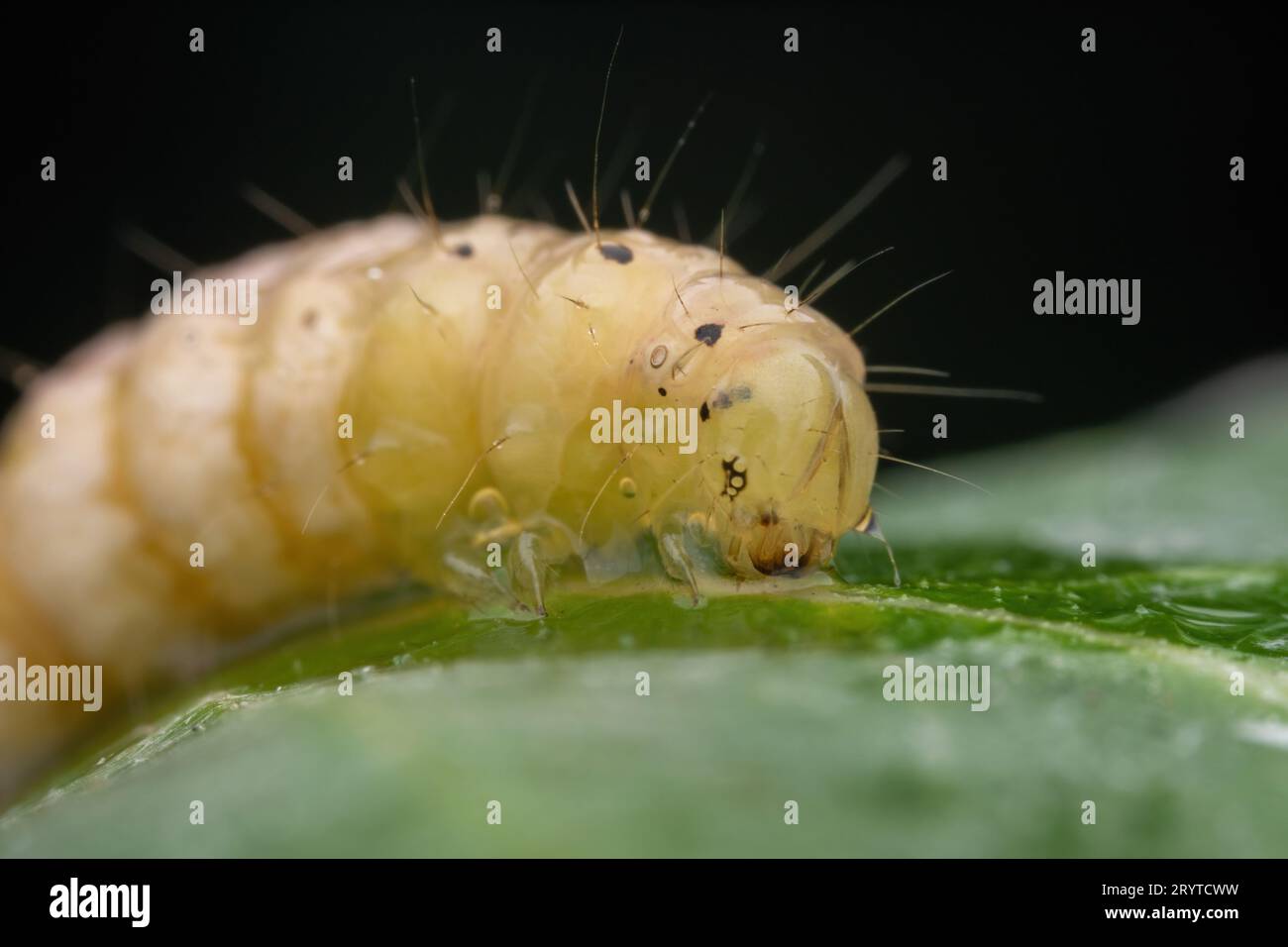 Lepidoptera larvae on wild plant leaves Stock Photo - Alamy