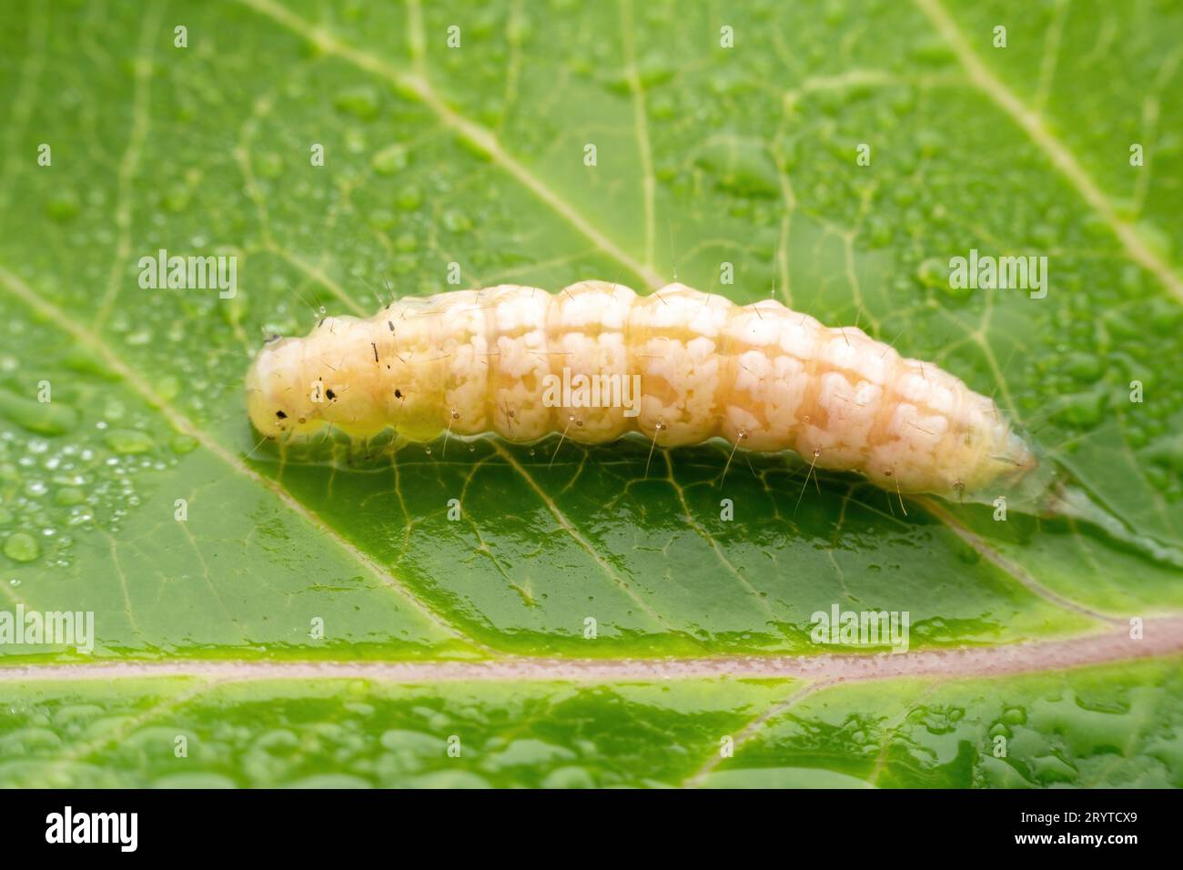 Lepidoptera larvae on wild plant leaves Stock Photo - Alamy