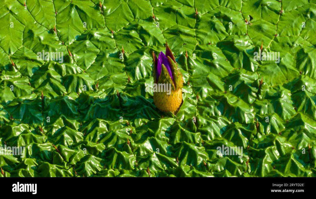Gorgon plant hi-res stock photography and images - Alamy