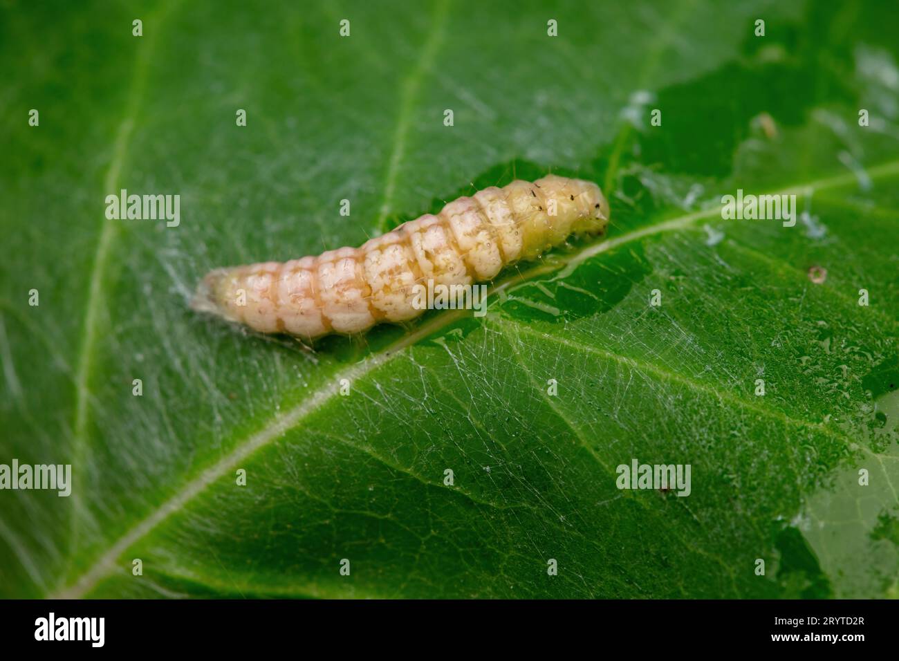 Lepidoptera larvae on wild plant leaves Stock Photo - Alamy