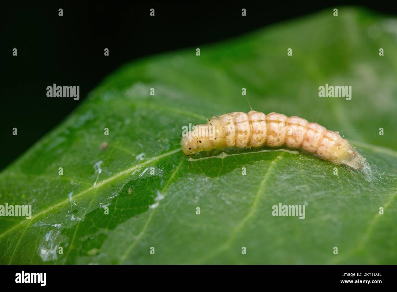 Lepidoptera larvae on wild plant leaves Stock Photo - Alamy