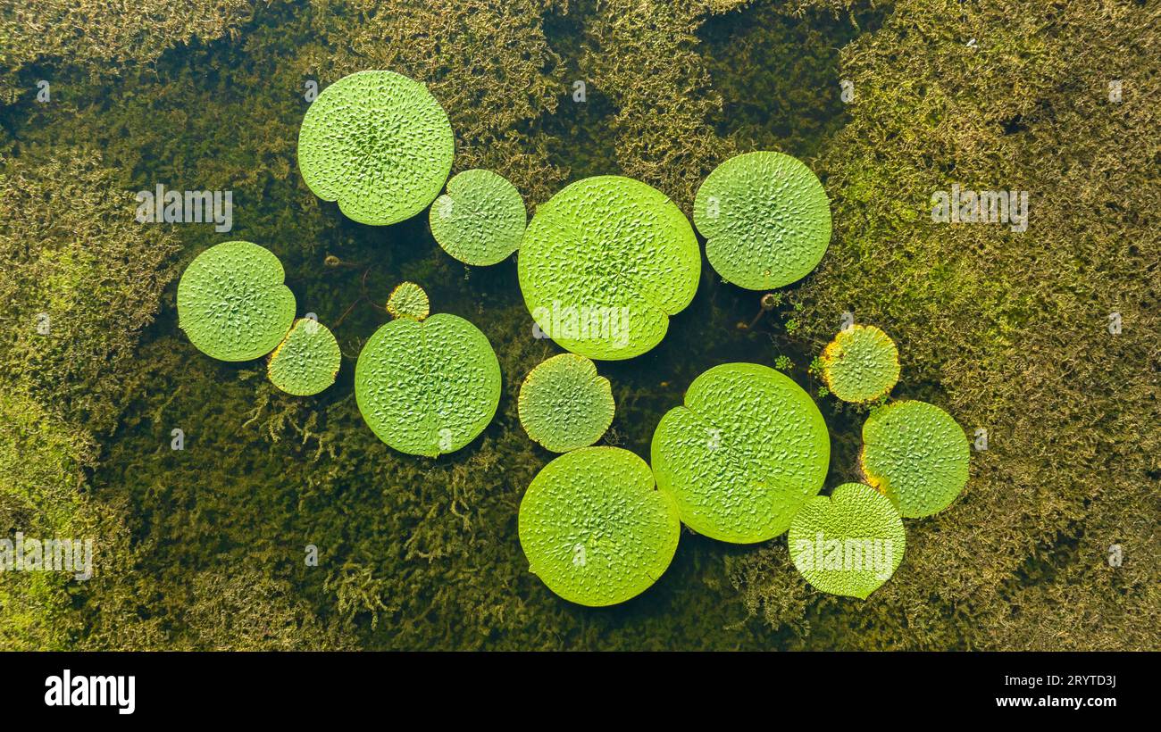 medicinal plant - Gorgon euryale in the wild Stock Photo - Alamy