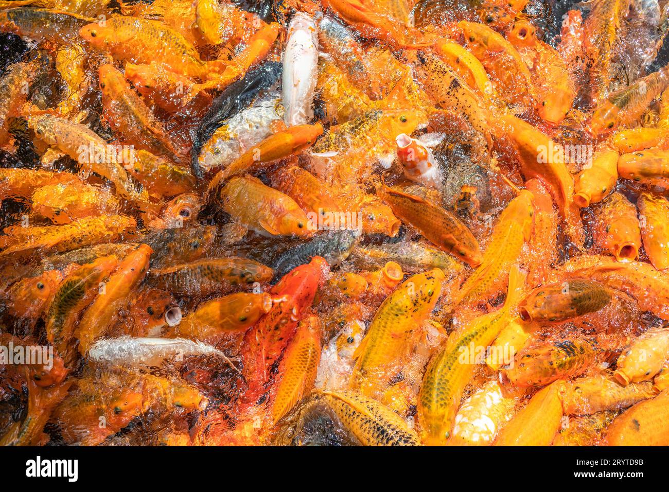 Goldfish koi hi-res stock photography and images - Alamy