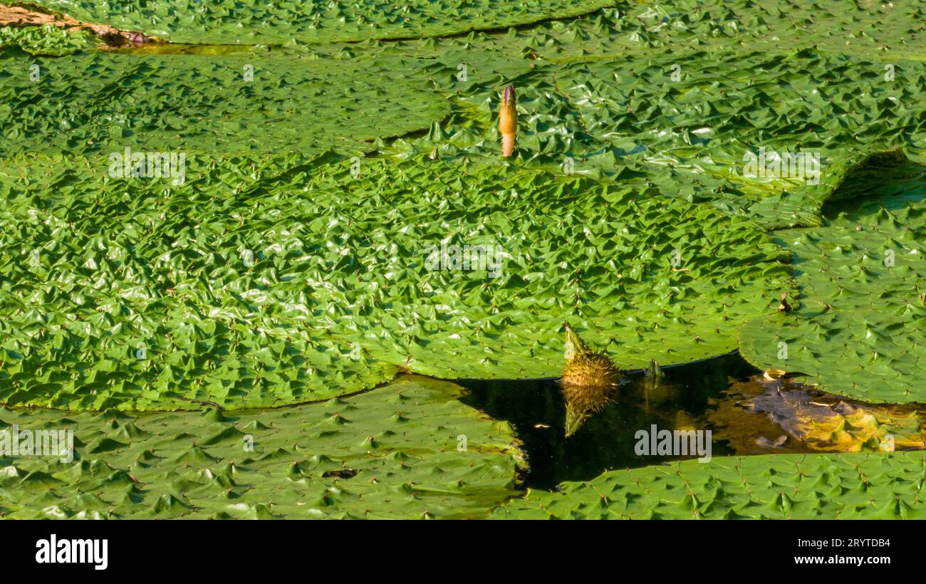 medicinal plant - Gorgon euryale in the wild Stock Photo - Alamy
