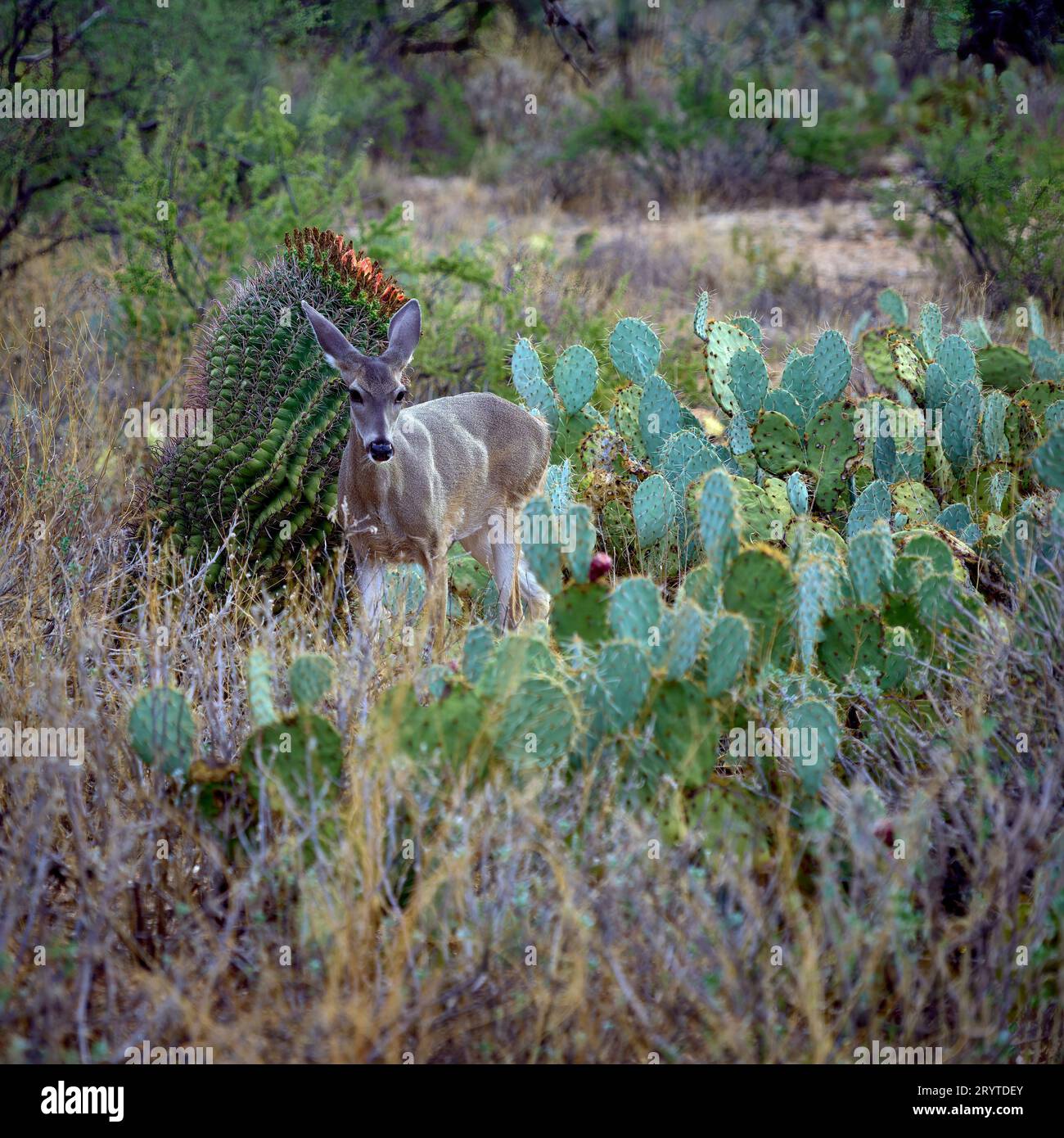A graceful white-tailed deer in a wilderness of cactus trees and tall ...
