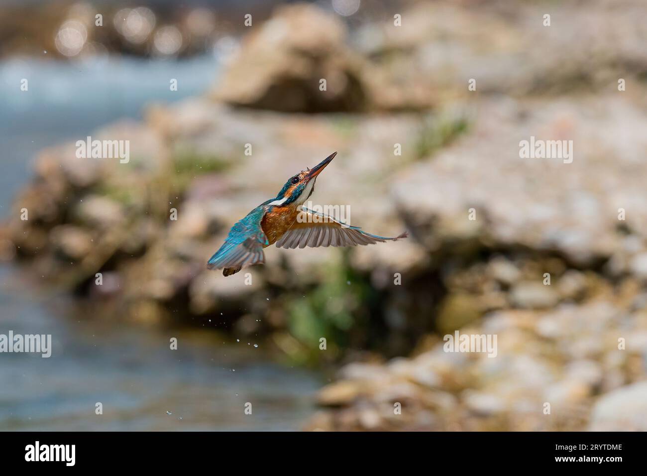 Female fly fisher hi-res stock photography and images - Alamy