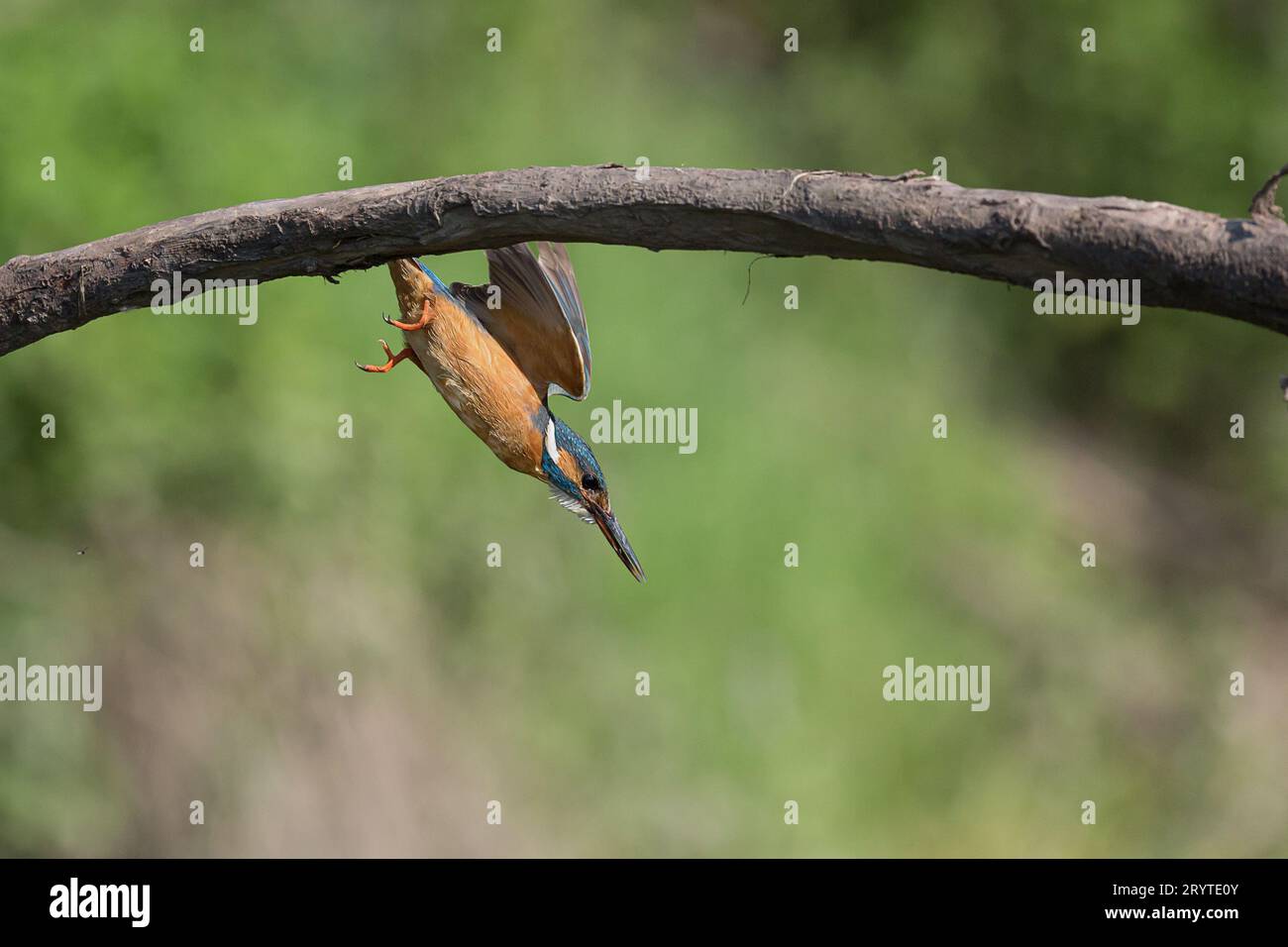 Female fly fisher hi-res stock photography and images - Alamy