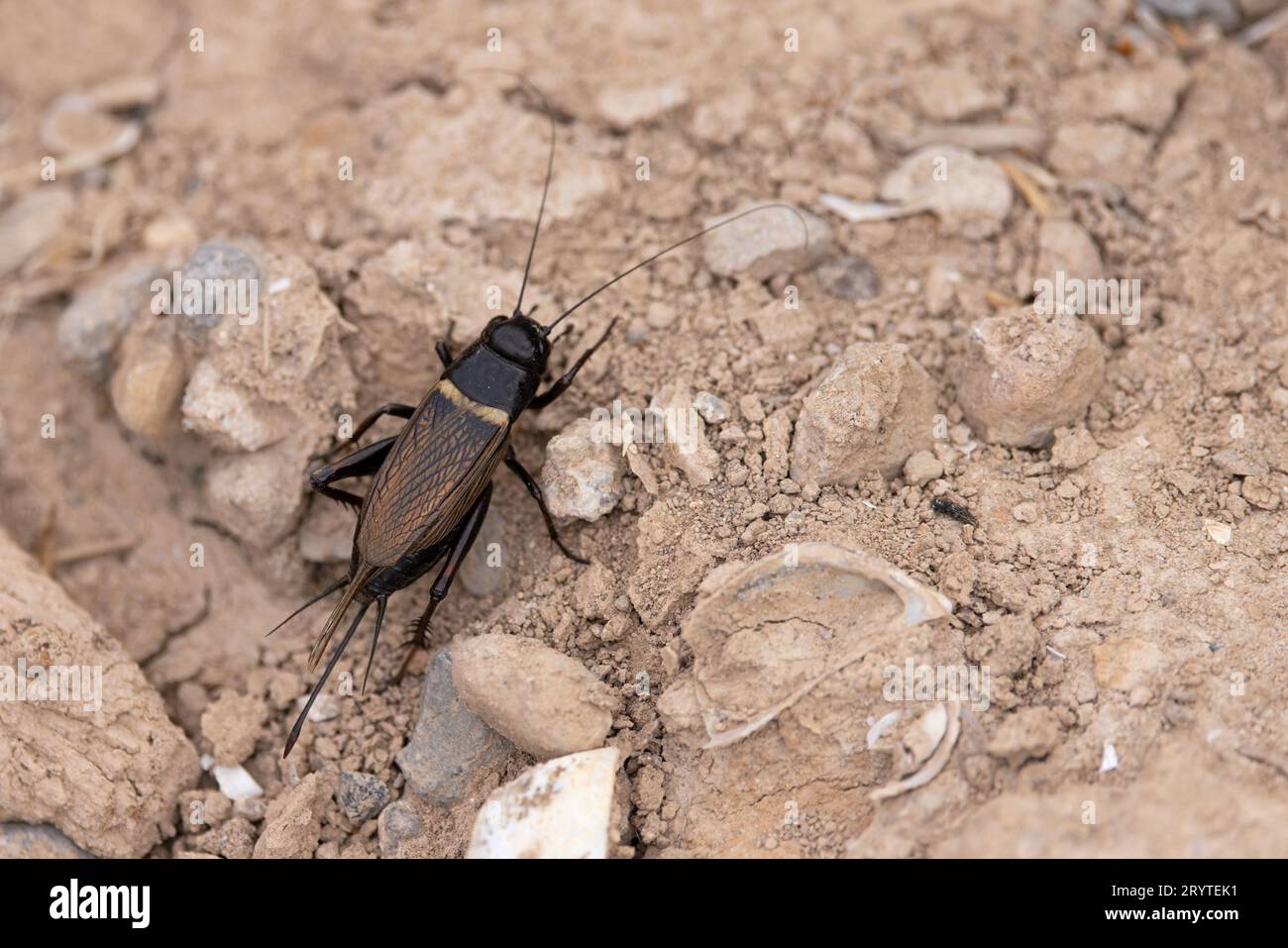 Two-spotted Field-cricket (Gryllus bimaculatus) Pyrenees Spain August ...