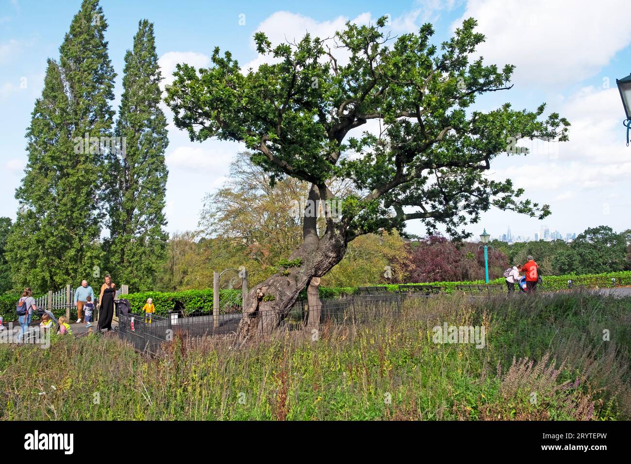 Oak tree uk september hi-res stock photography and images - Alamy